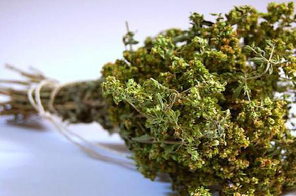 Piante medicinali: proprietà e usi dell'origano - Ambiente Bio