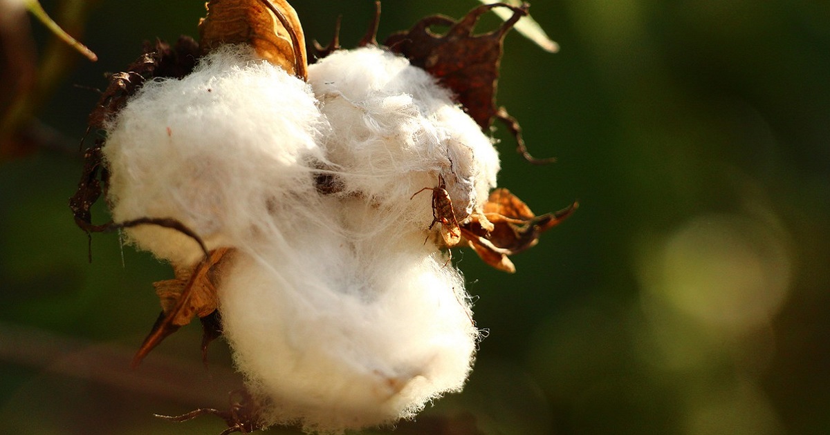 Il cotone biologico fa bene all’ambiente. La ricerca