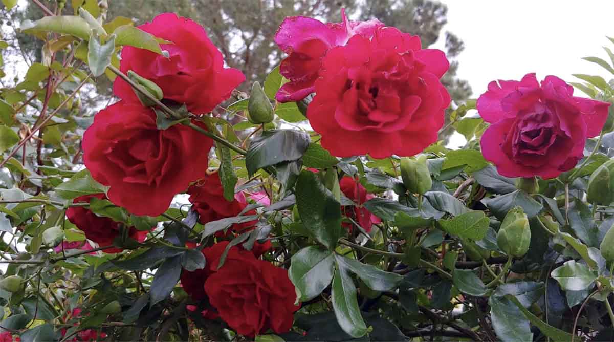 Potatura rose: quando e come effettuarla