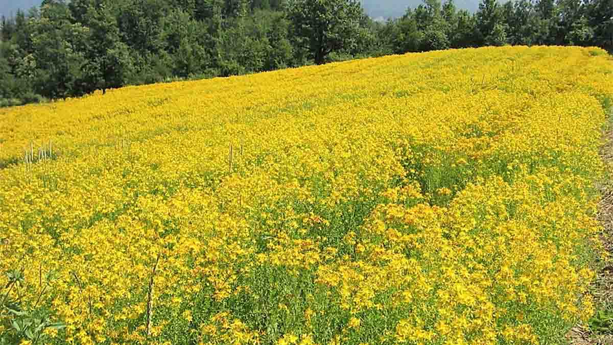 Olio di iperico: proprietà e benefici contro la depressione - Ambiente Bio