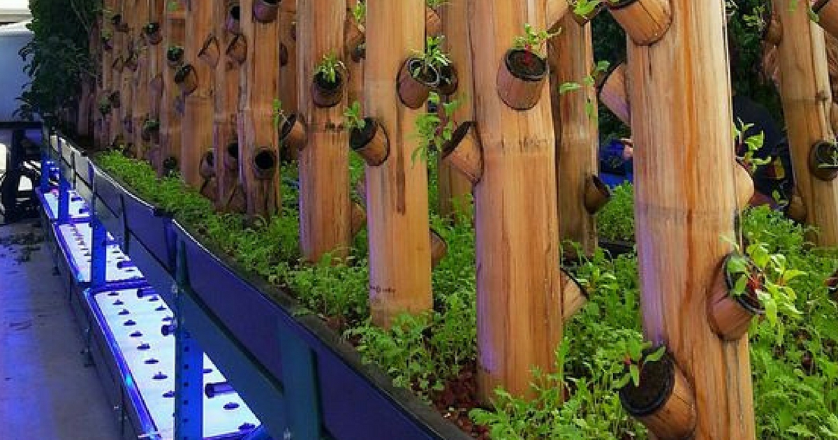 Alla scoperta dell'aeroponica, l'efficace tecnica di coltivazione ...