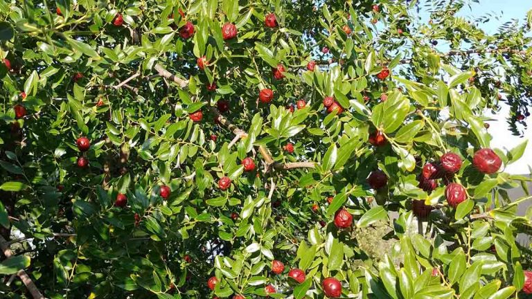 Giuggiole: proprietà, benefici, leggende del dolce frutto - Ambiente Bio
