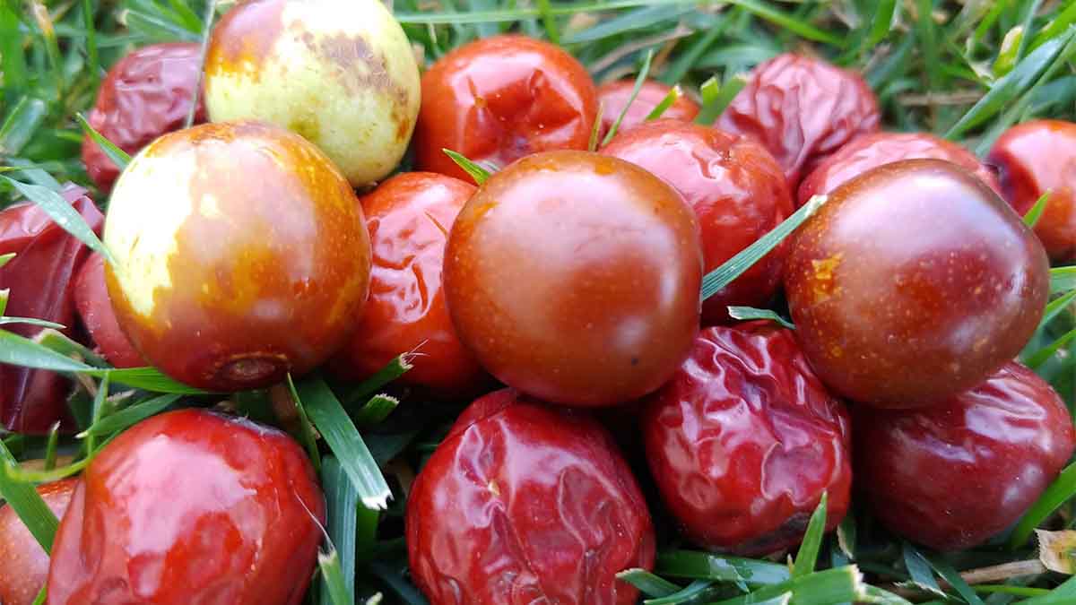 Giuggiole: proprietà, benefici, leggende del dolce frutto | Ambiente Bio