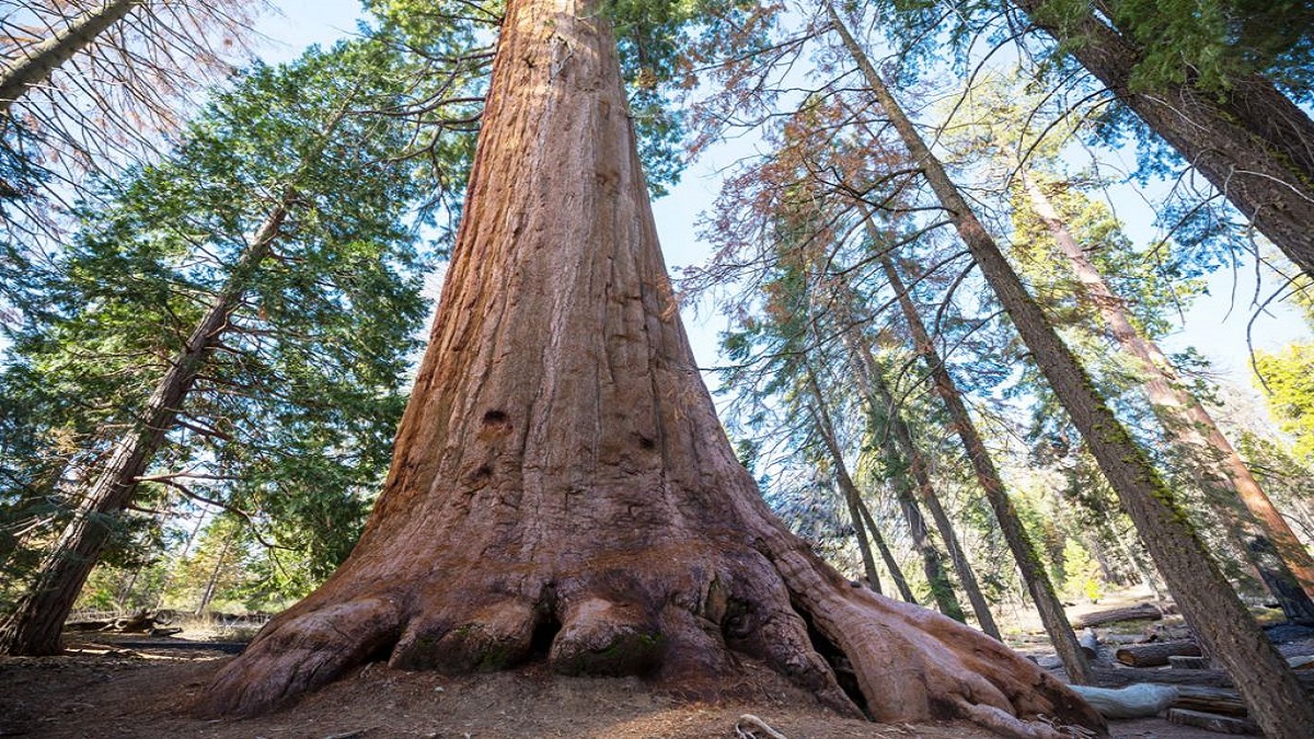 Alberi monumentali: l'organismo vivente più vecchio d'Italia è un ...