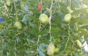 Giuggiole: proprietà, benefici, leggende del dolce frutto - Ambiente Bio