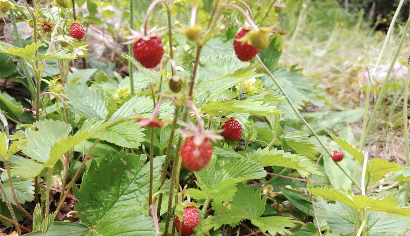 Fragoline di bosco: i benefici e la bontà dei frutti rossi - Ambiente Bio